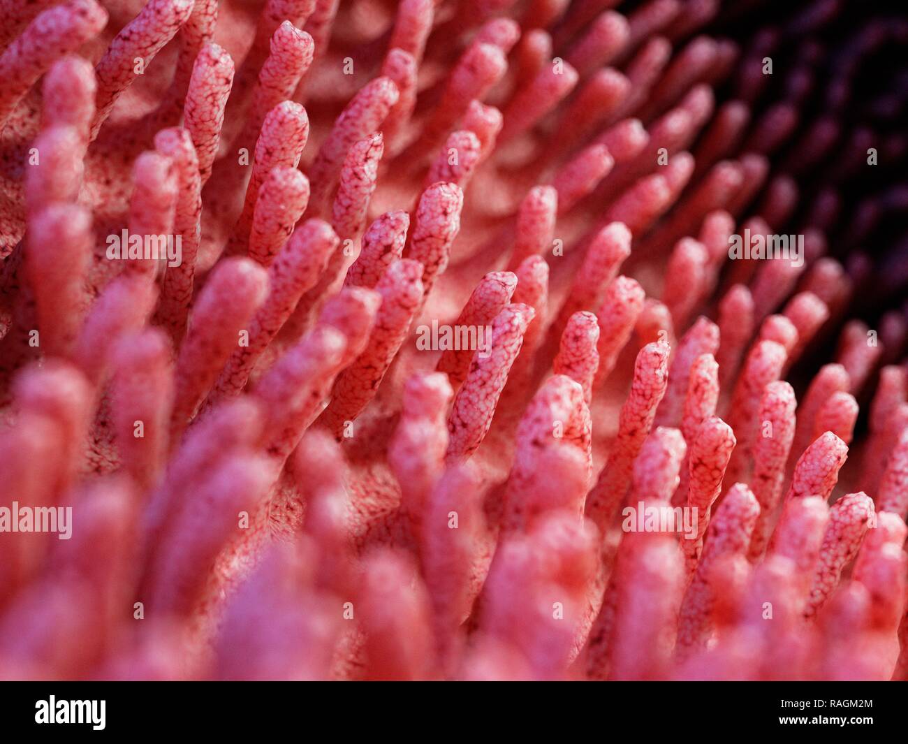 Illustration of inflamed intestinal villi Stock Photo - Alamy