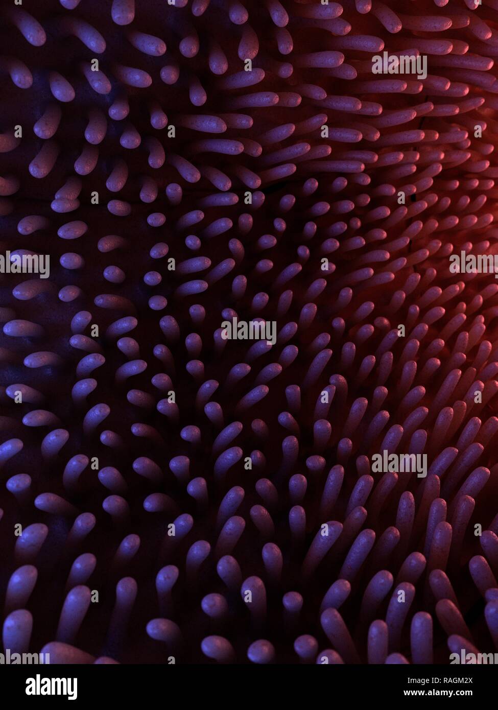 Illustration of healthy intestinal villi Stock Photo - Alamy