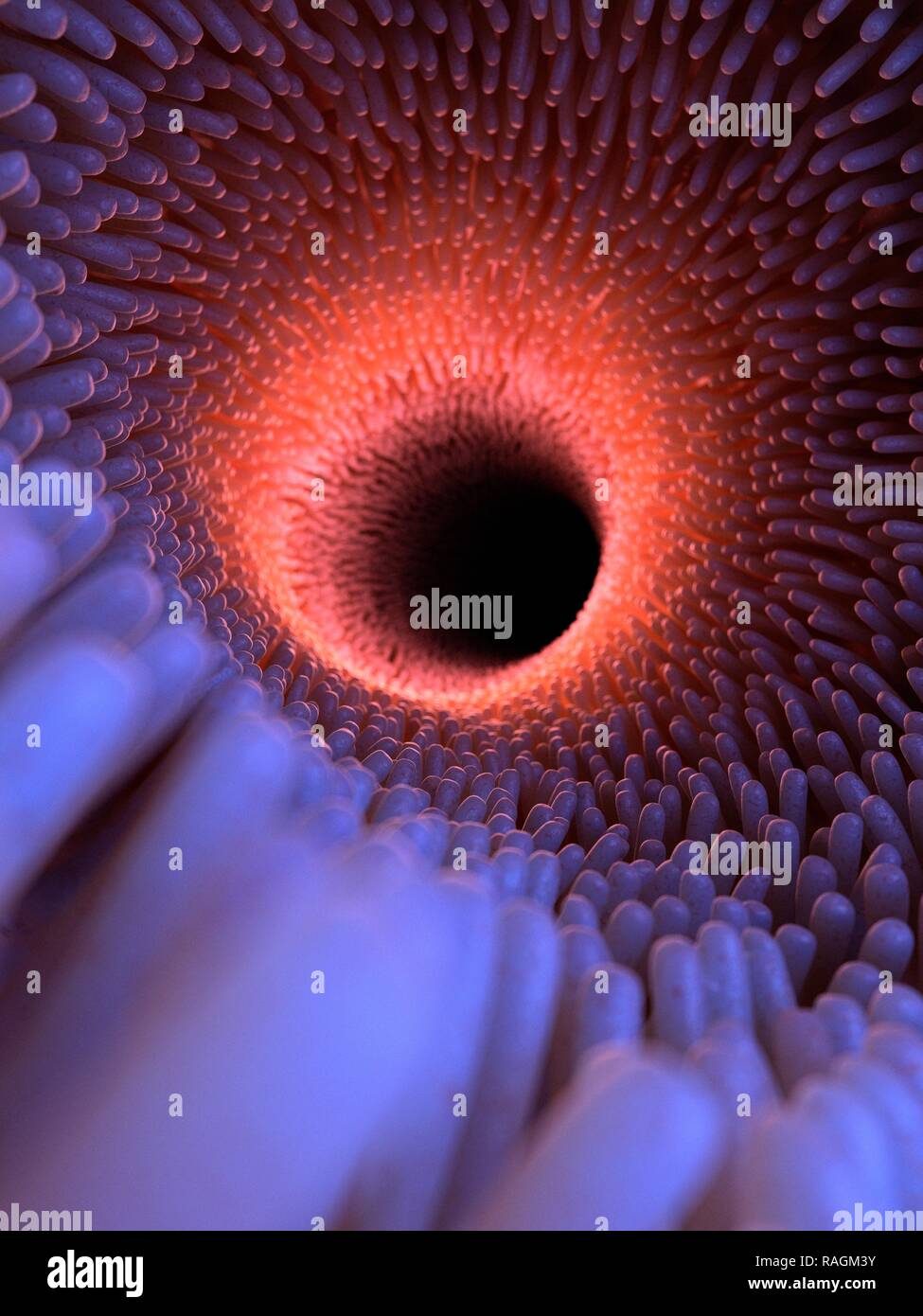 Illustration of healthy intestinal villi Stock Photo - Alamy