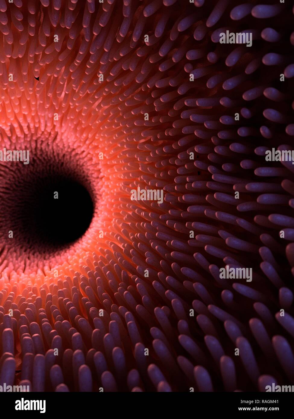 Illustration of healthy intestinal villi Stock Photo - Alamy