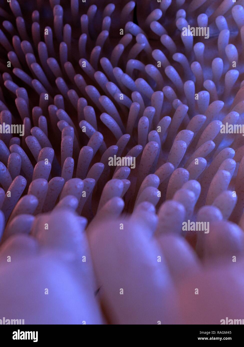 Human large intestine villi hi-res stock photography and images - Alamy