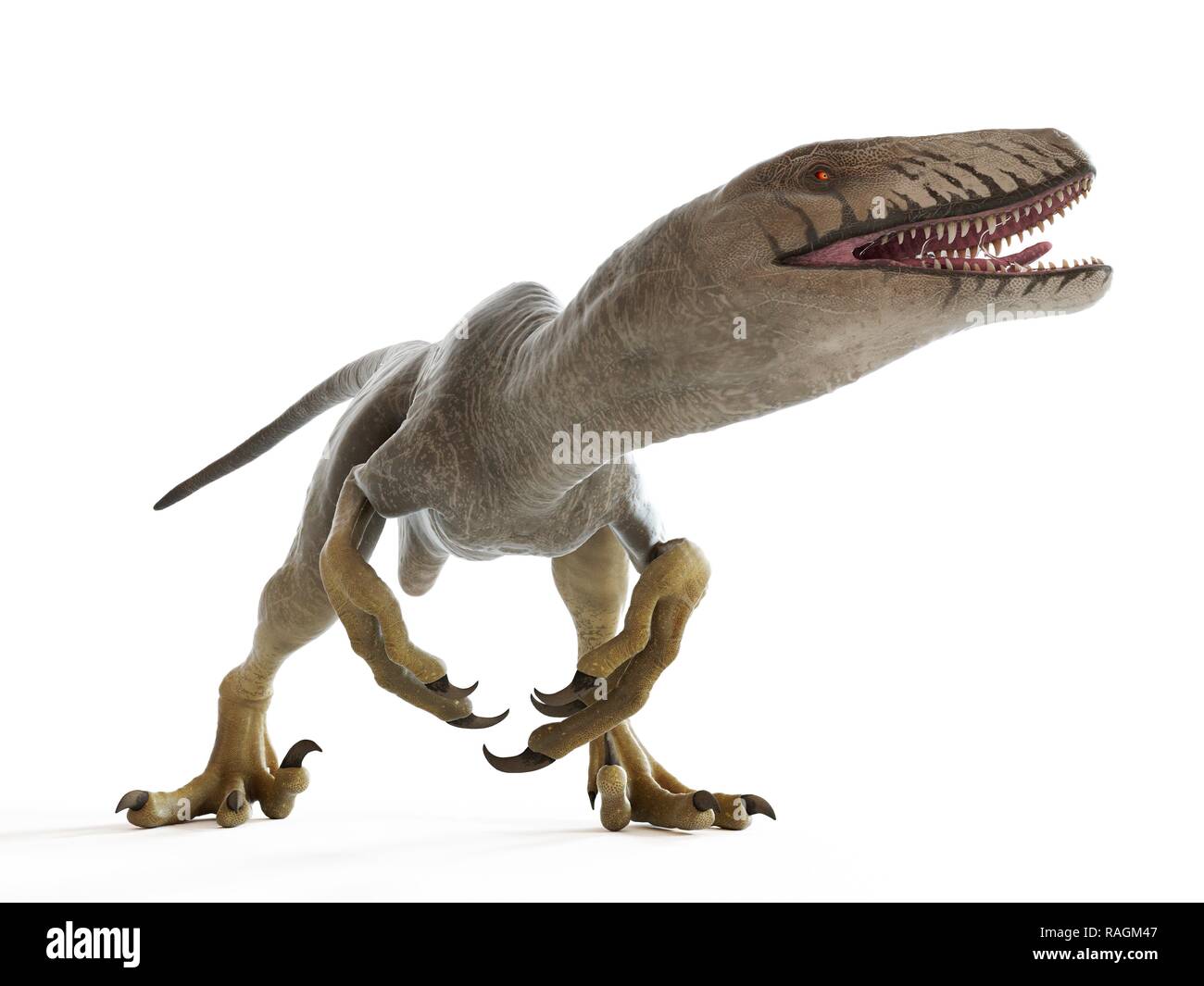 Illustration of a dakotaraptor Stock Photo - Alamy
