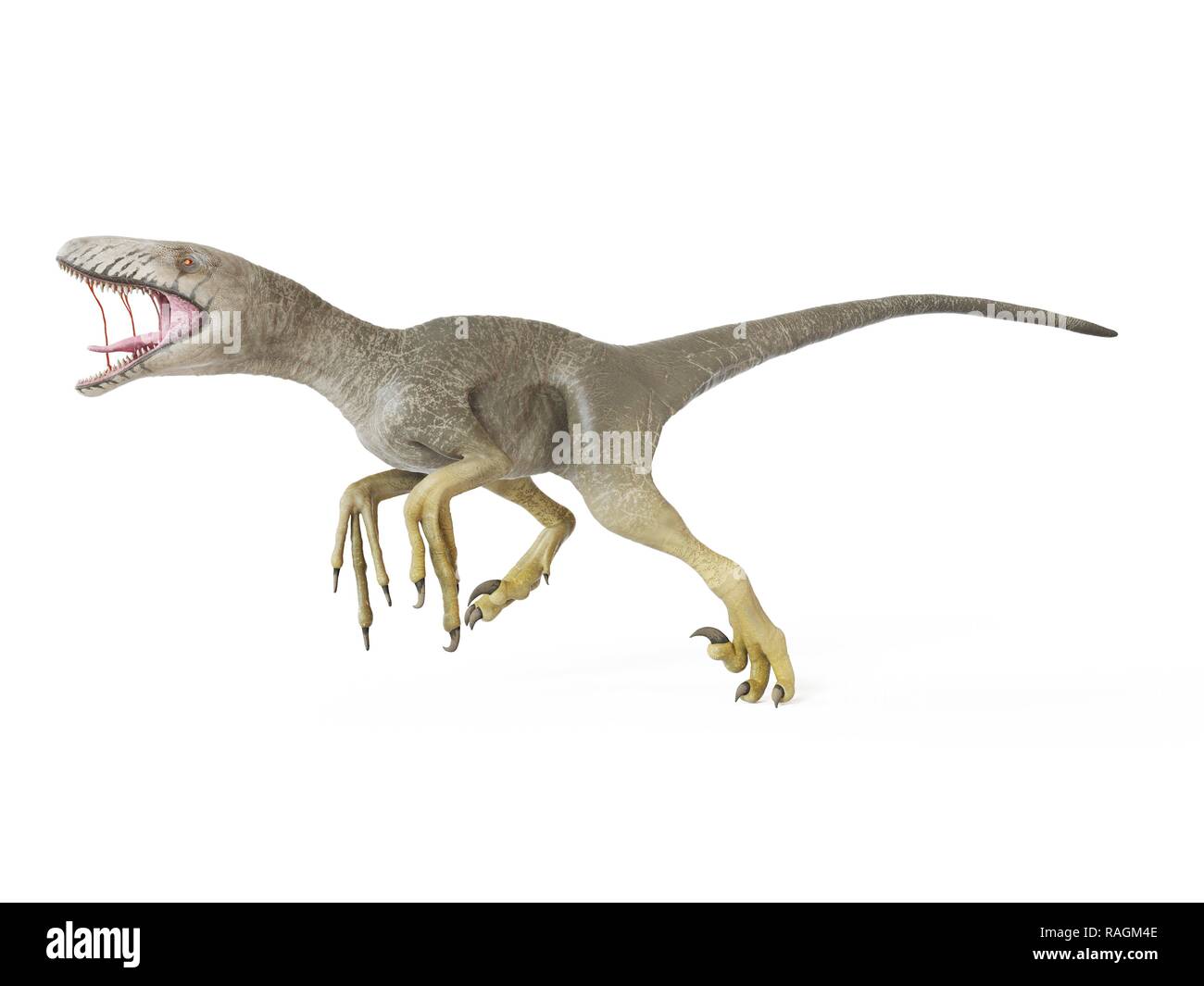 Illustration of a dakotaraptor Stock Photo - Alamy