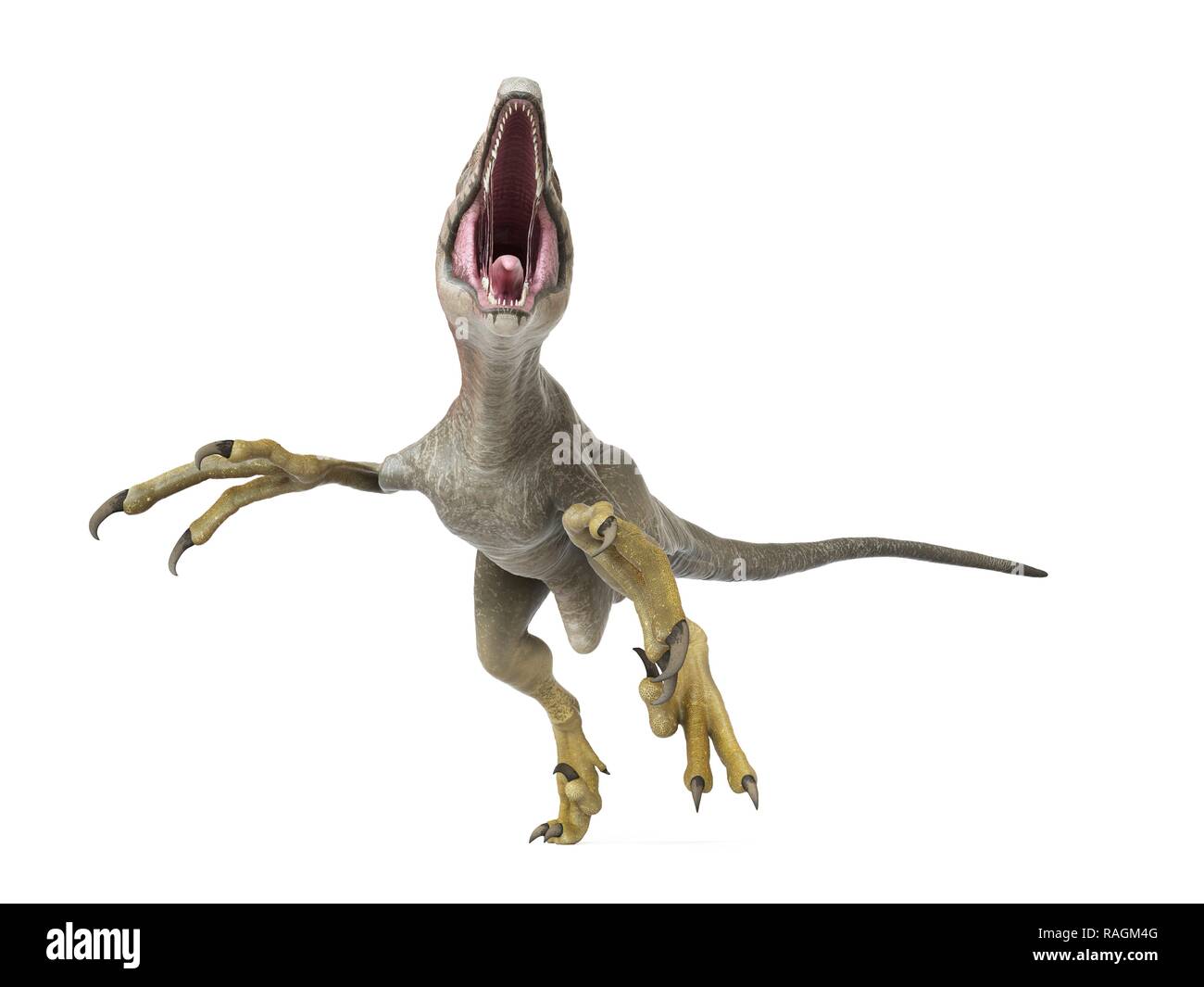 Illustration of a dakotaraptor Stock Photo - Alamy