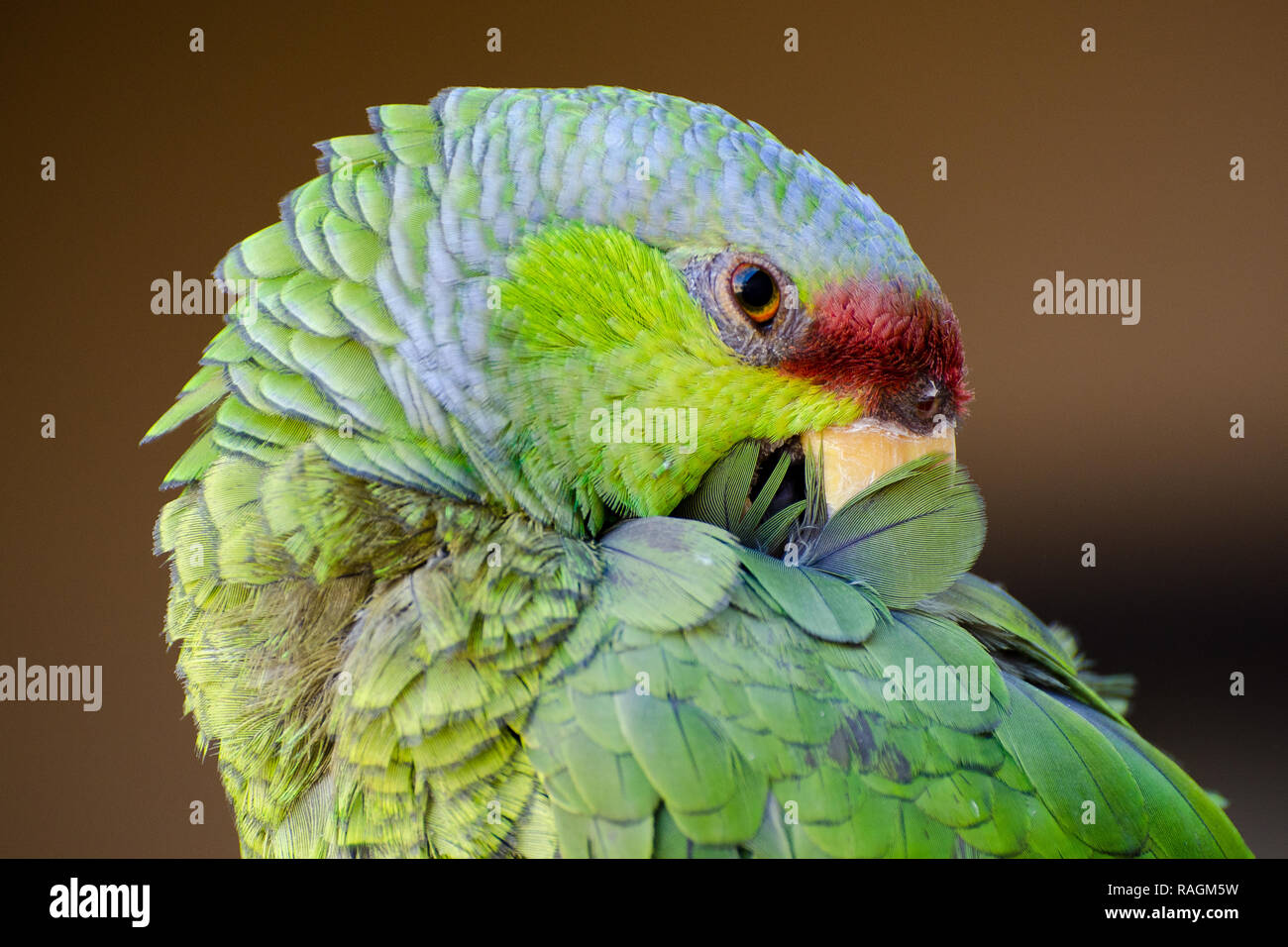 Lilac-crowned Amazon Parrot Grooming her Feathers Stock Photo - Alamy