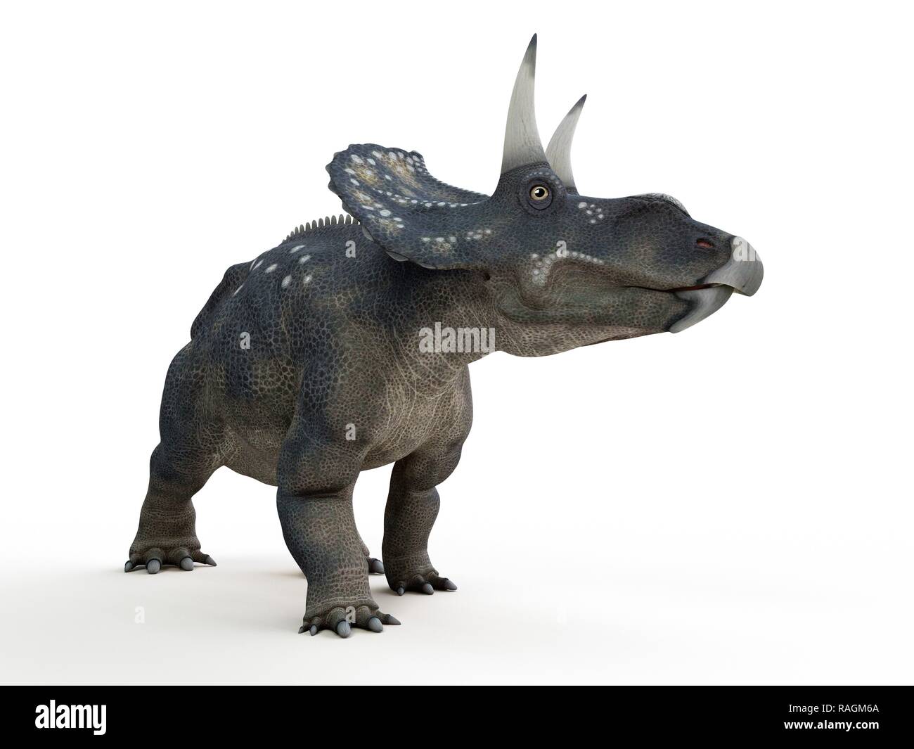 Diceratops hi-res stock photography and images - Alamy