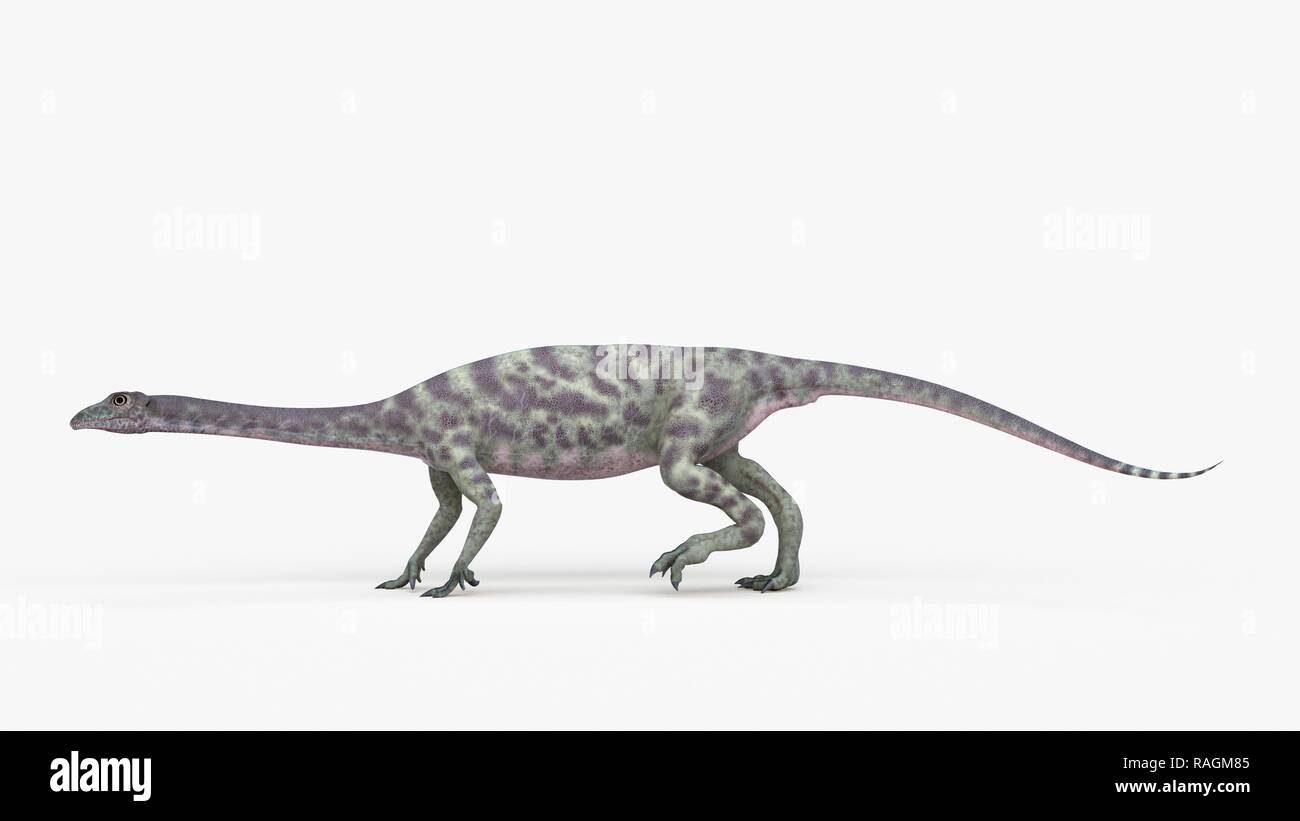 Anchisaurus