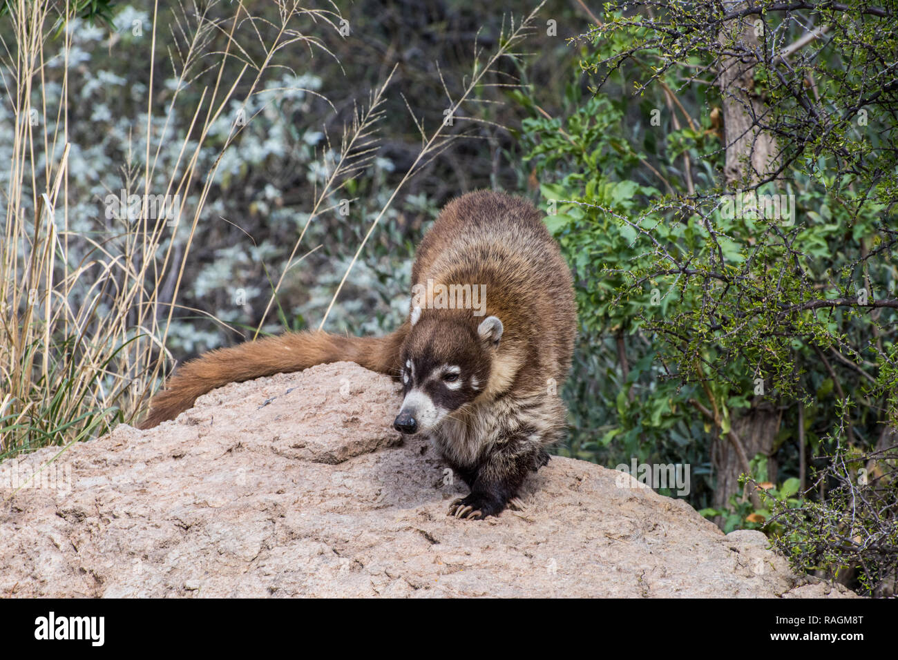 Coatimundi hi-res stock photography and images - Alamy
