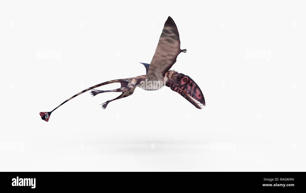 Illustration of a dimorphodon Stock Photo - Alamy