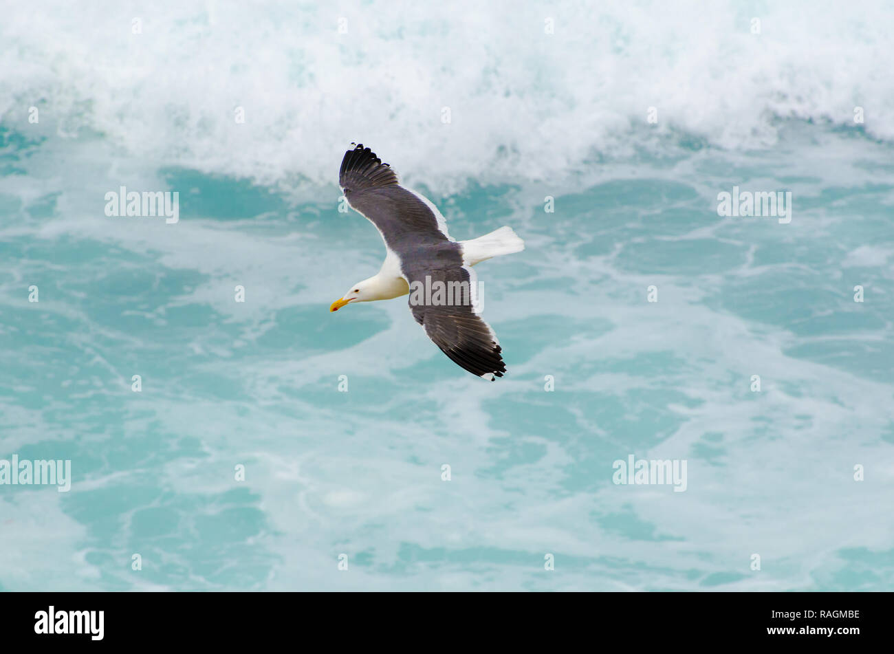 Seagull in Flight across the Surf of the Pacific Ocean Stock Photo - Alamy