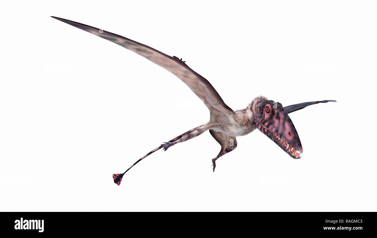 Illustration of a dimorphodon Stock Photo - Alamy