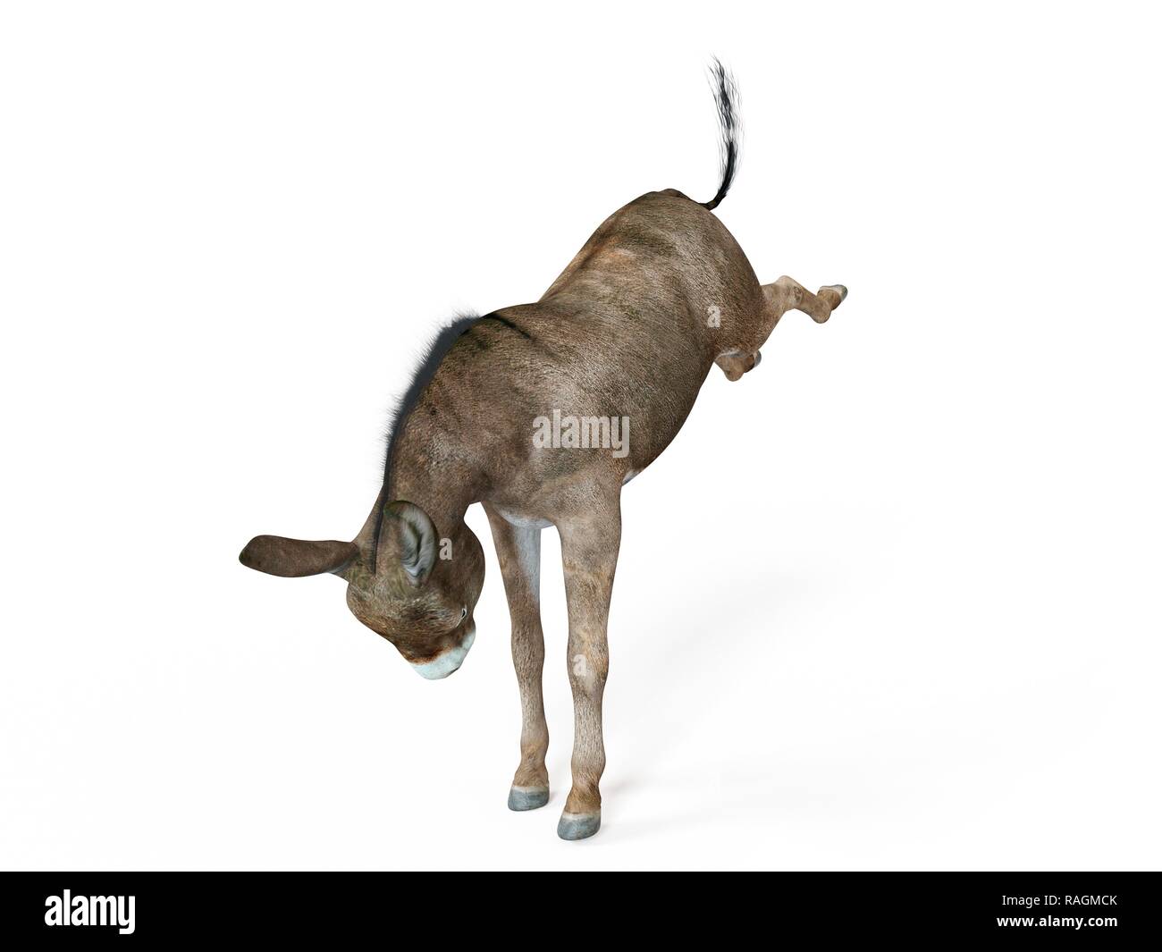 Illustration of a donkey Stock Photo - Alamy