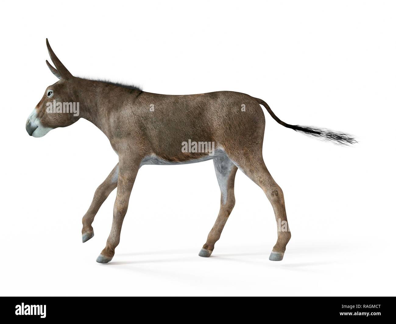 Illustration of a donkey Stock Photo - Alamy