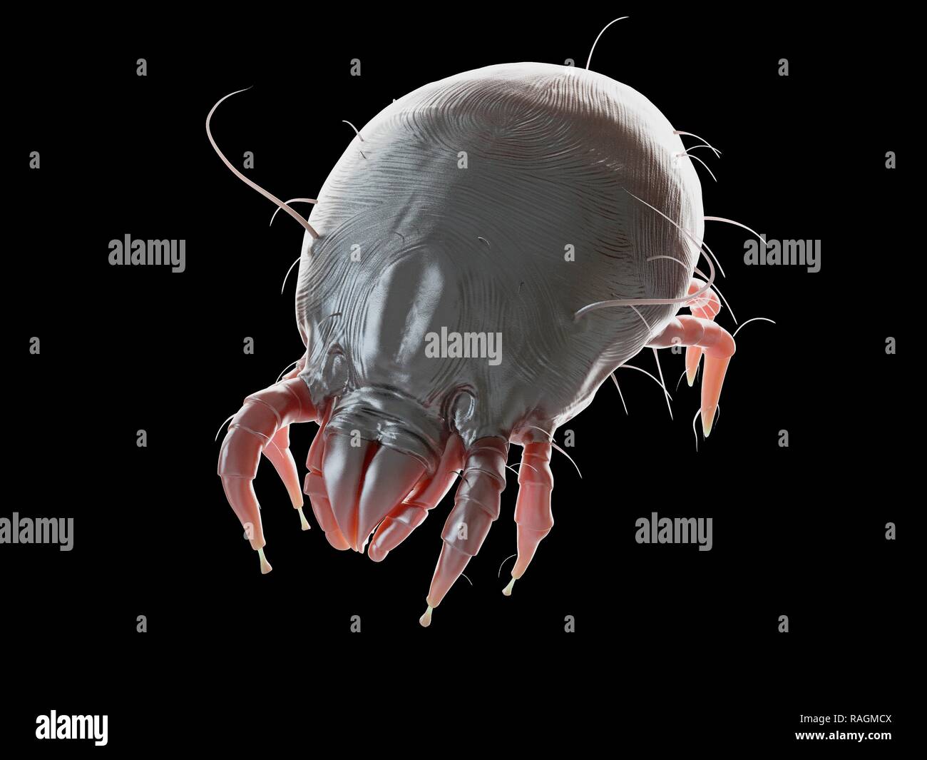 Illustration of a dust mite Stock Photo - Alamy