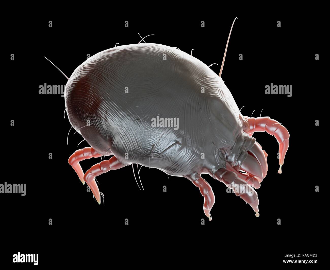Illustration of a dust mite Stock Photo - Alamy