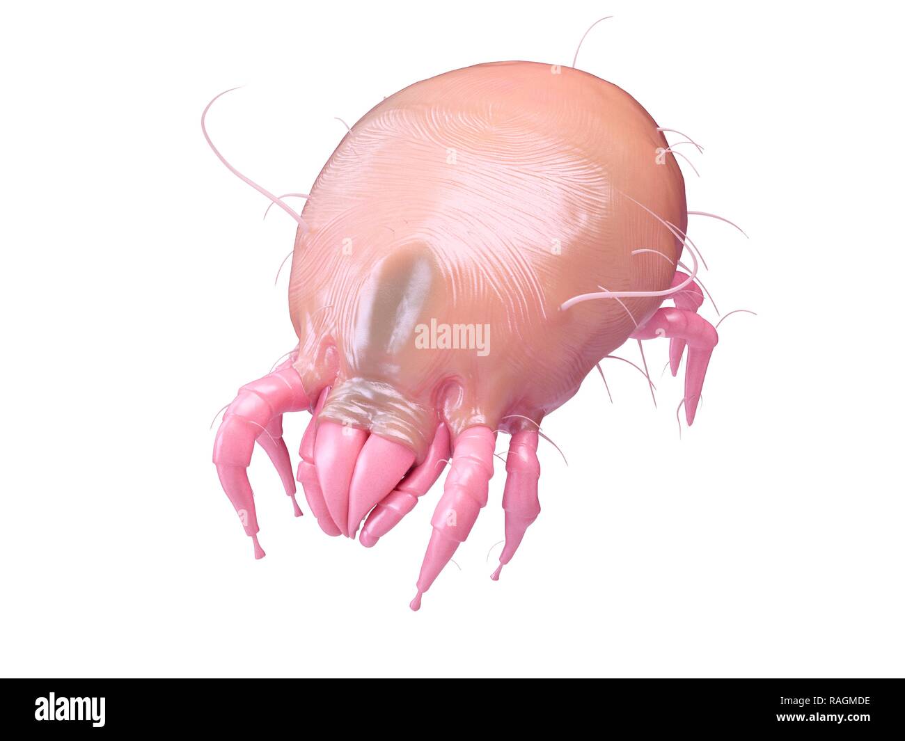 Illustration of a dust mite Stock Photo - Alamy