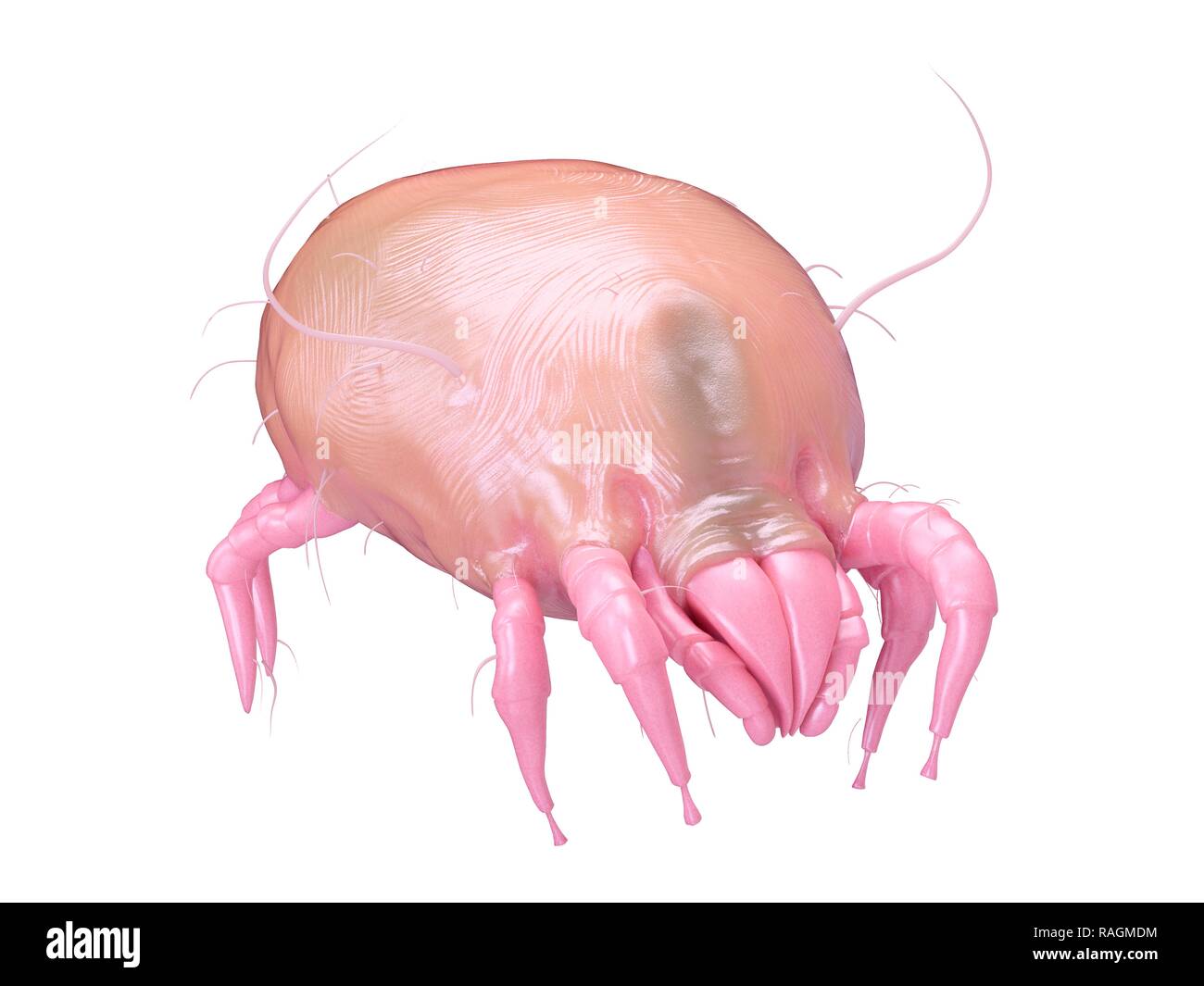 Illustration of a dust mite Stock Photo - Alamy