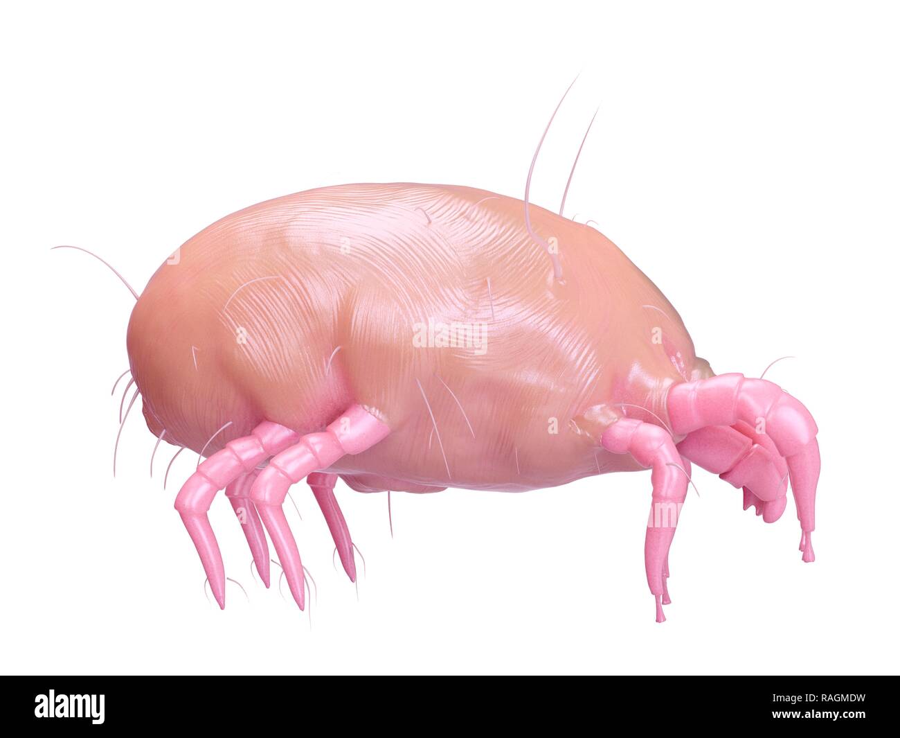 Illustration of a dust mite Stock Photo - Alamy