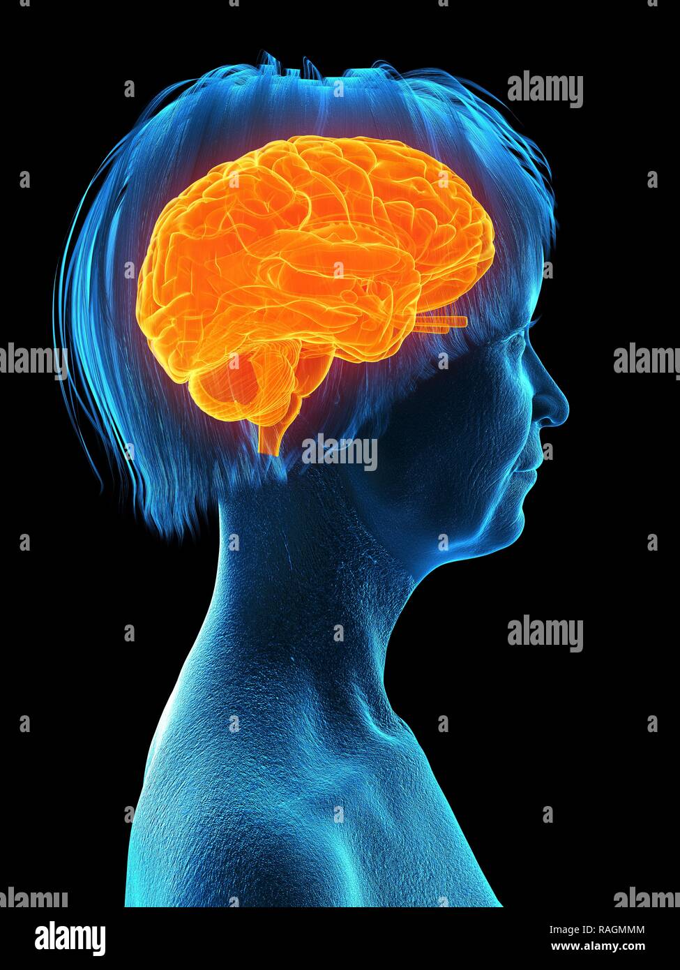 Illustration of an old woman's brain Stock Photo - Alamy