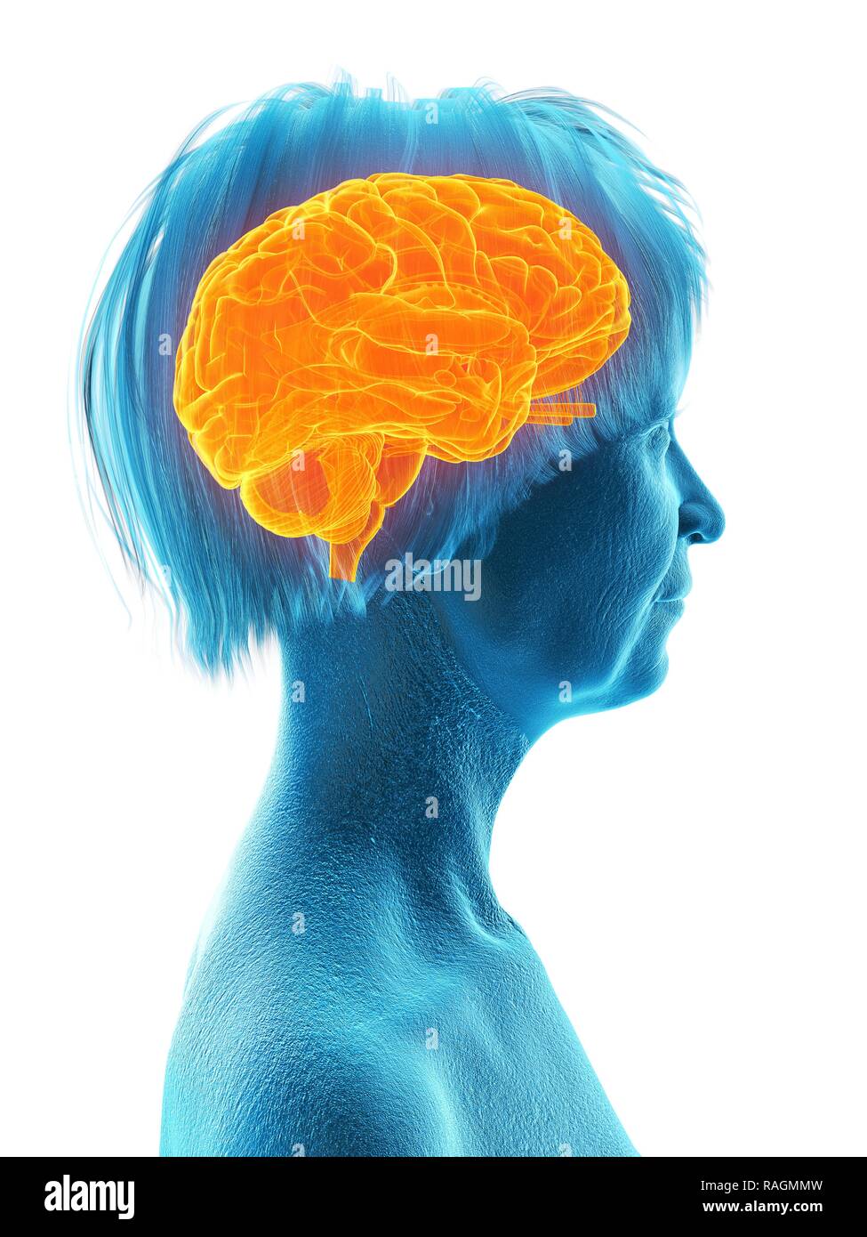 Illustration of an old woman's brain Stock Photo - Alamy