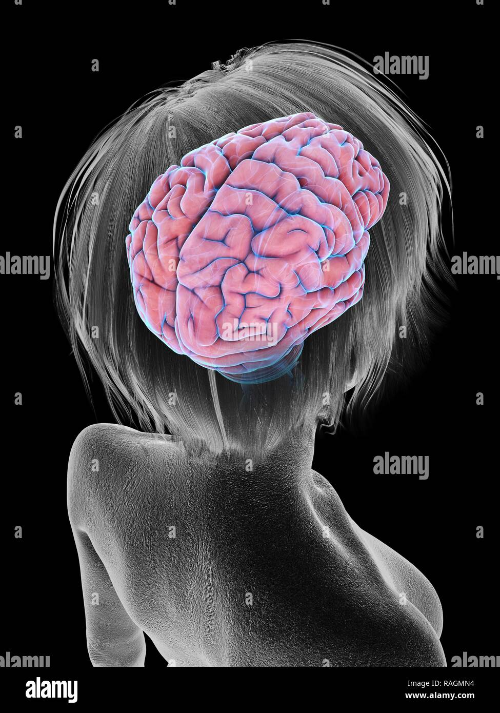 Illustration of an old woman's brain Stock Photo - Alamy