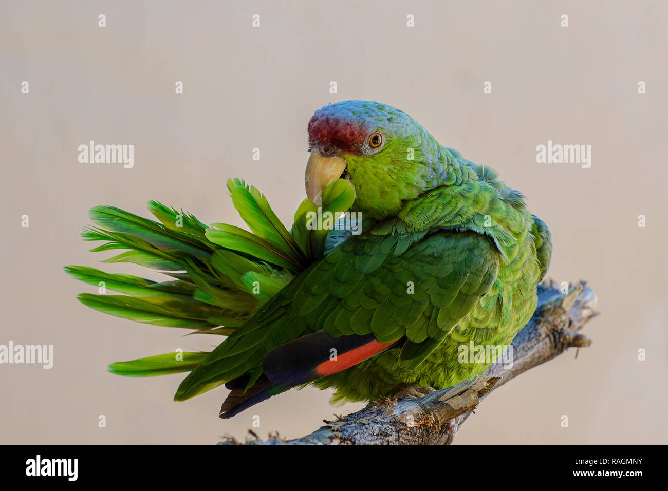 Lilac-crowned Amazon Parrot Grooming and Pulling her Tail Feathers ...