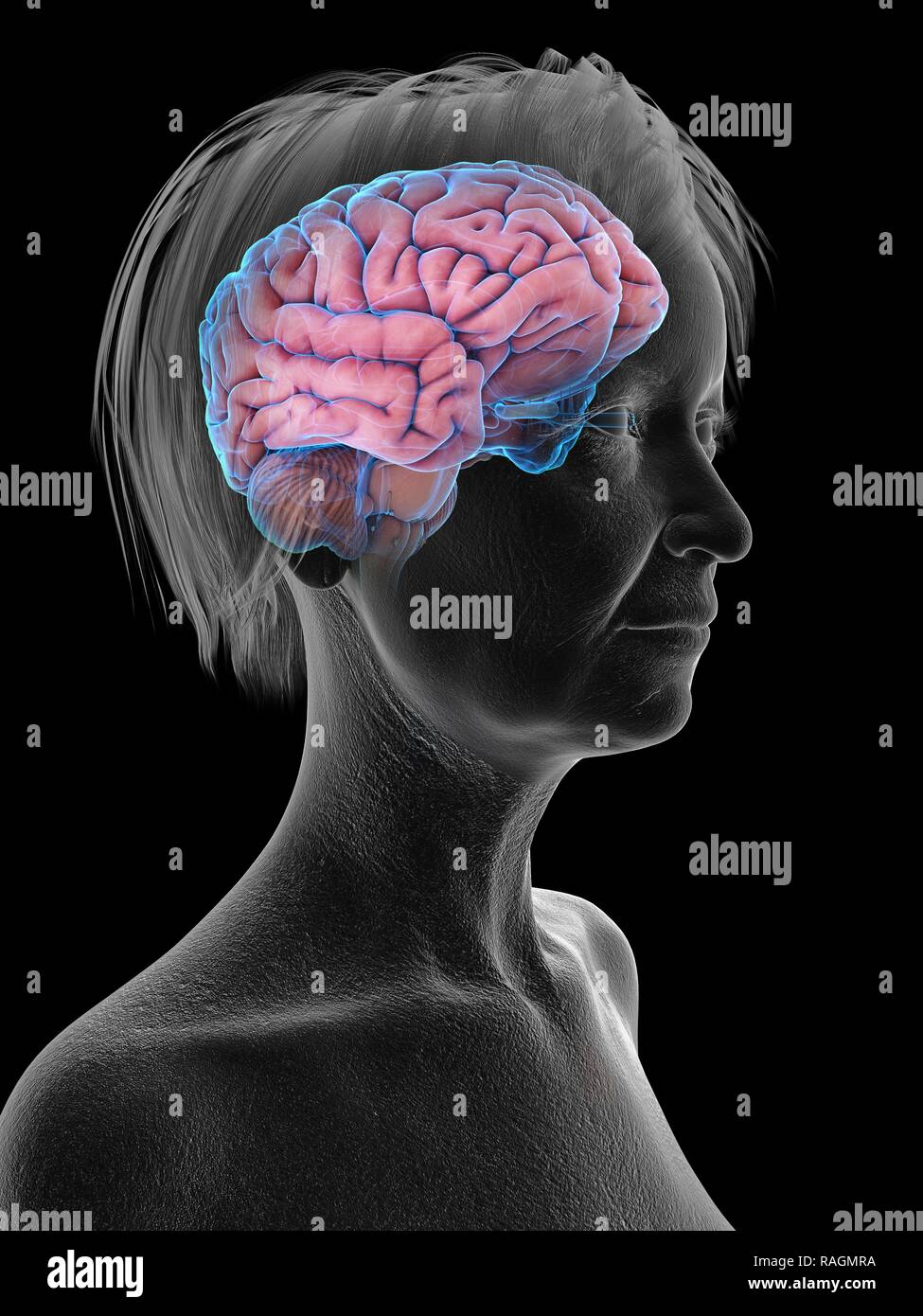 Illustration of an old woman's brain Stock Photo - Alamy