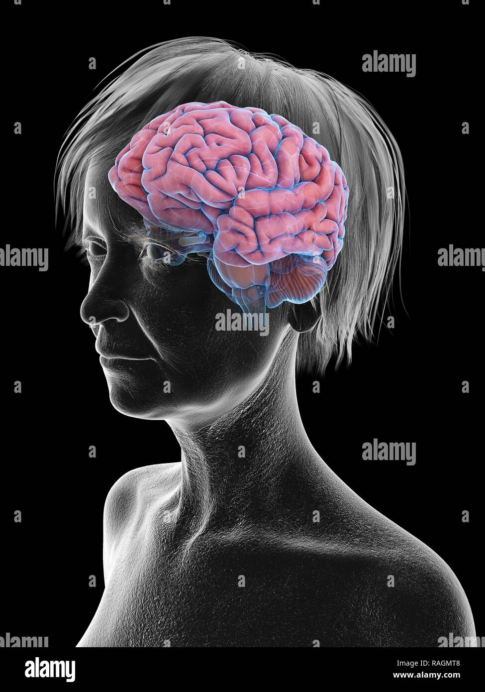 Illustration of an old woman's brain Stock Photo - Alamy