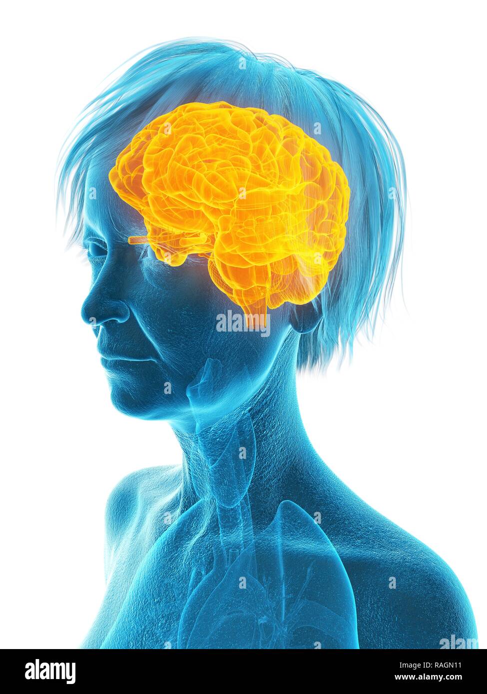 Illustration of an old woman's brain Stock Photo - Alamy