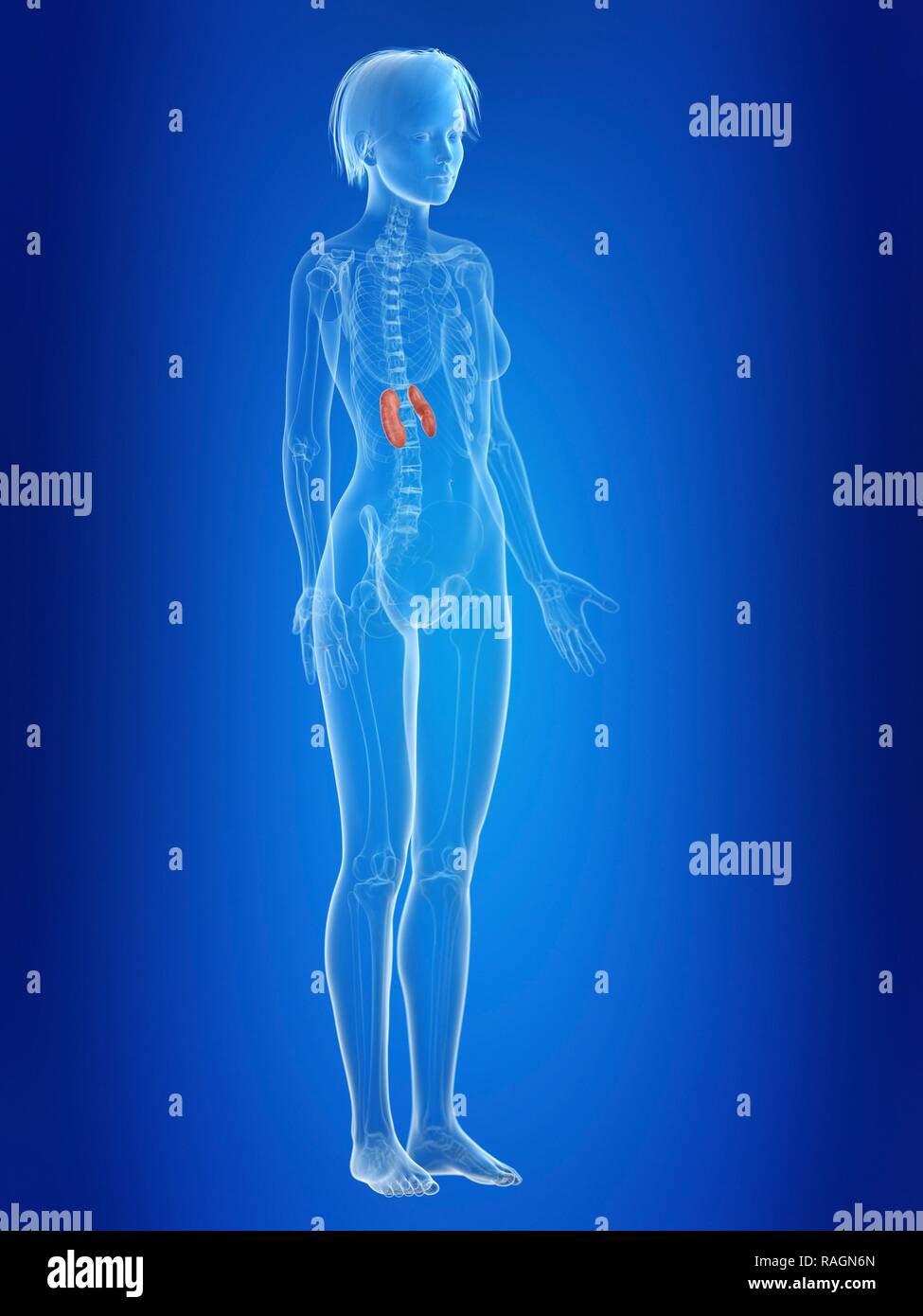 Illustration of a woman's kidneys Stock Photo - Alamy