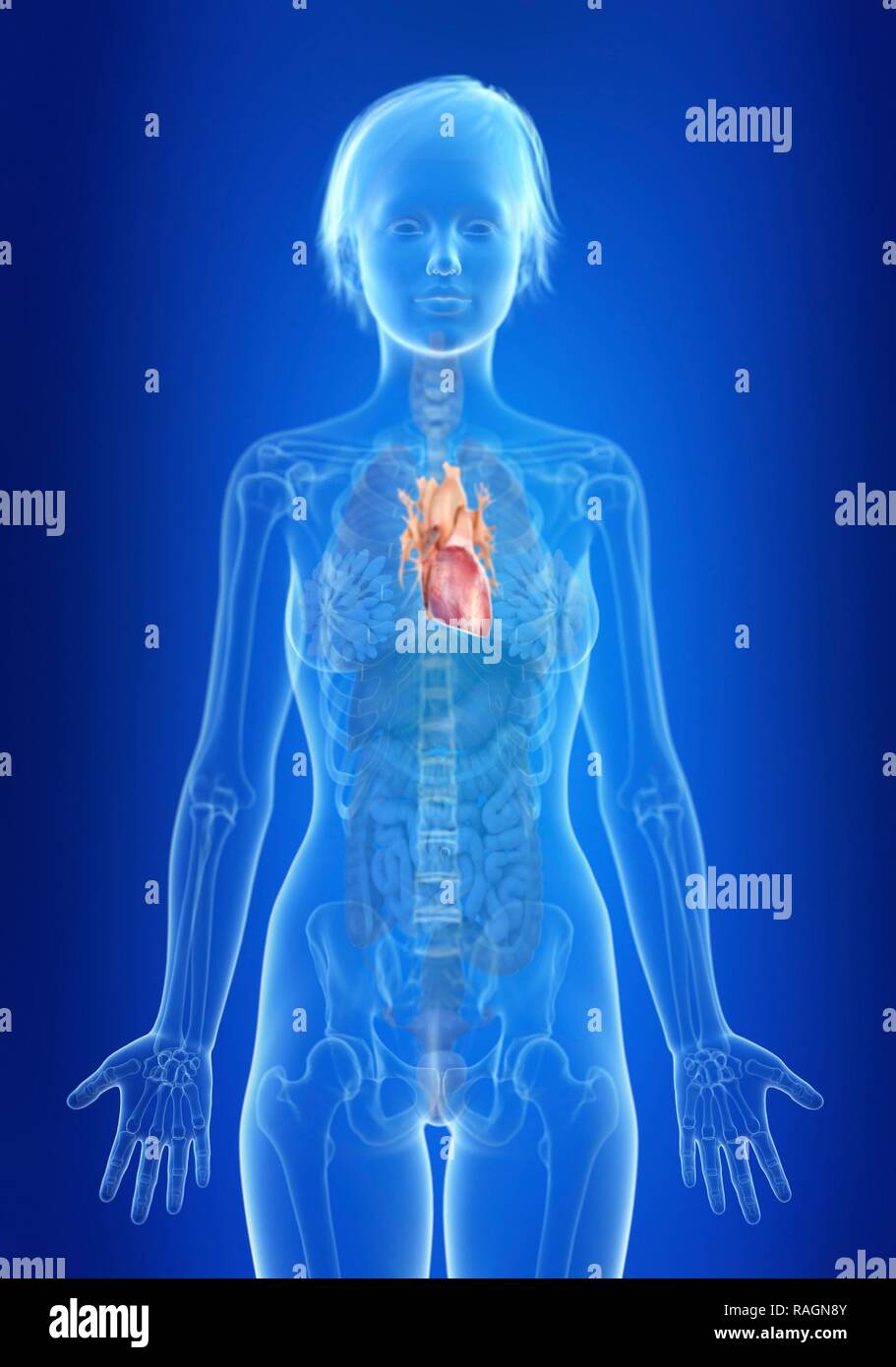 Illustration of a woman's heart Stock Photo - Alamy