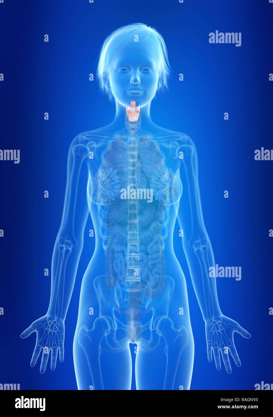 Illustration of a woman's larynx Stock Photo - Alamy