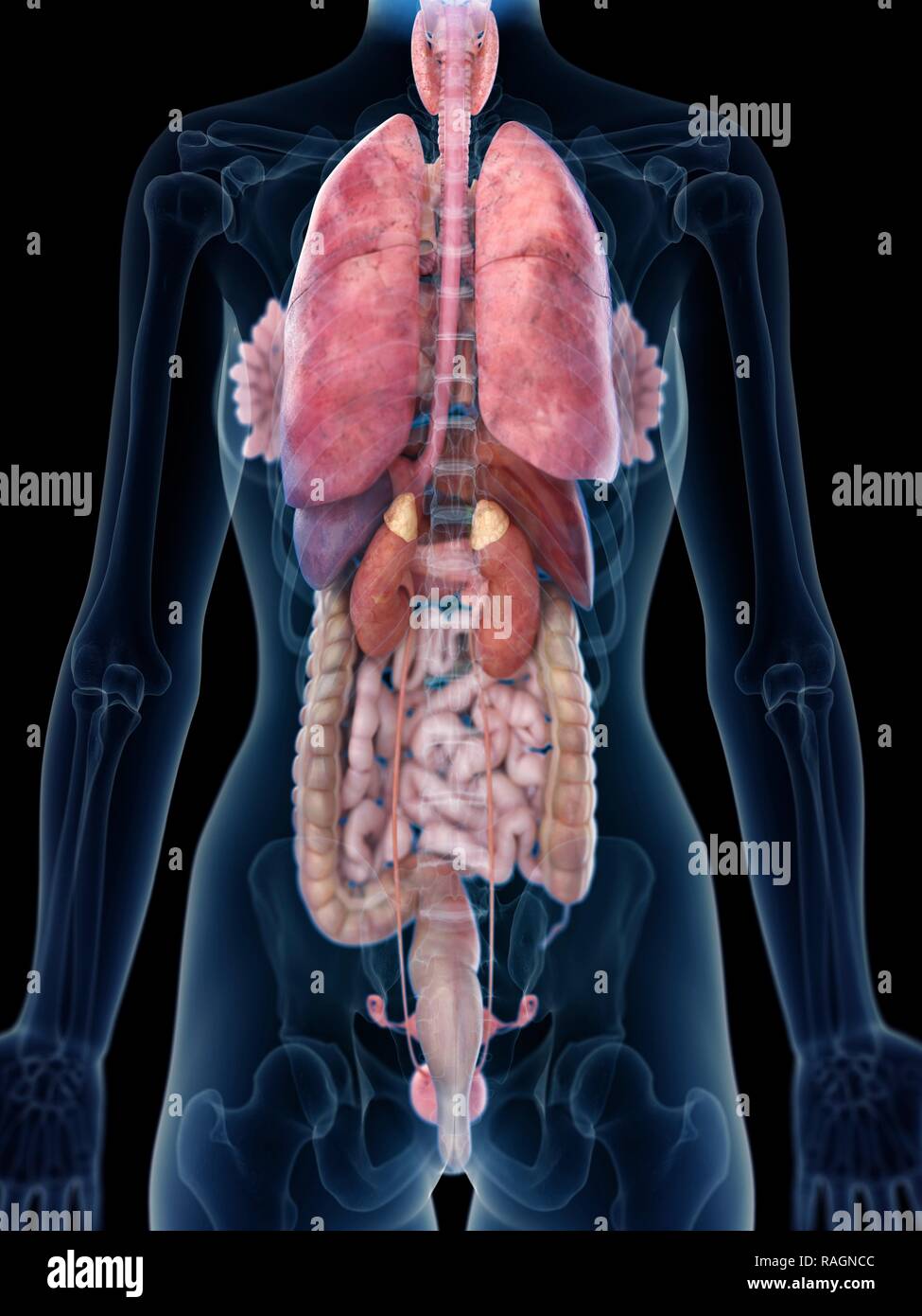 Illustration of a woman's posterior anatomy Stock Photo - Alamy