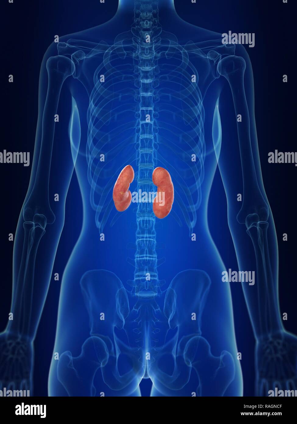 Illustration of a woman's kidneys Stock Photo - Alamy