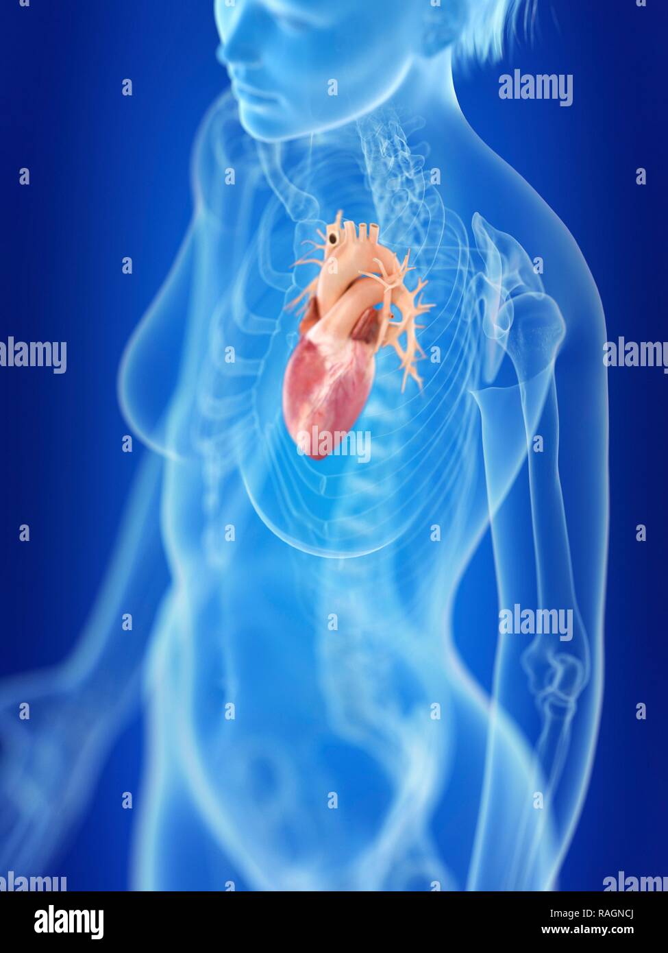 Illustration of a woman's heart Stock Photo - Alamy