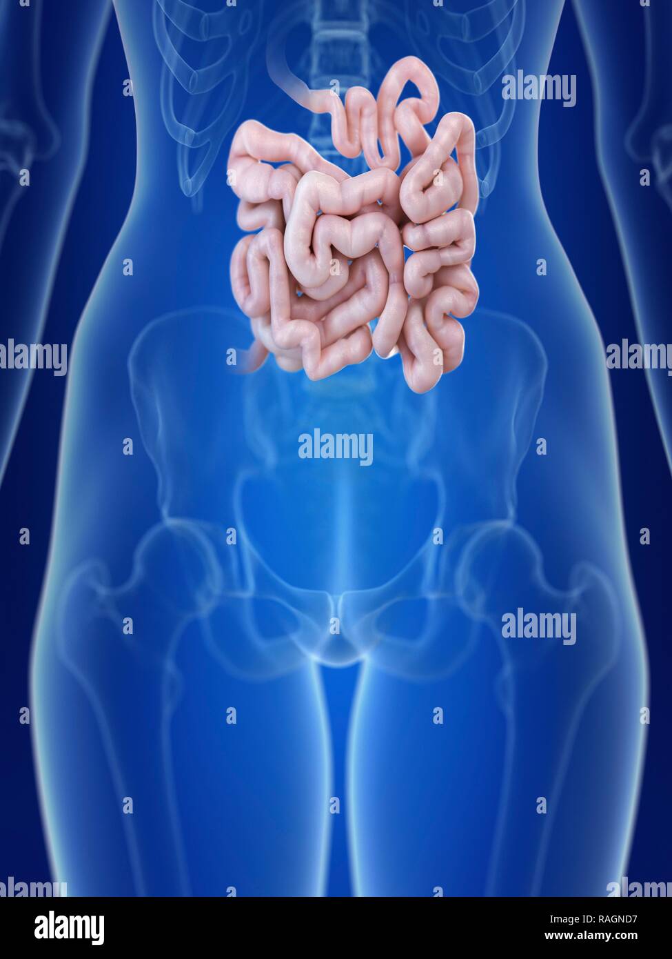 Illustration of a woman's small intestine Stock Photo - Alamy