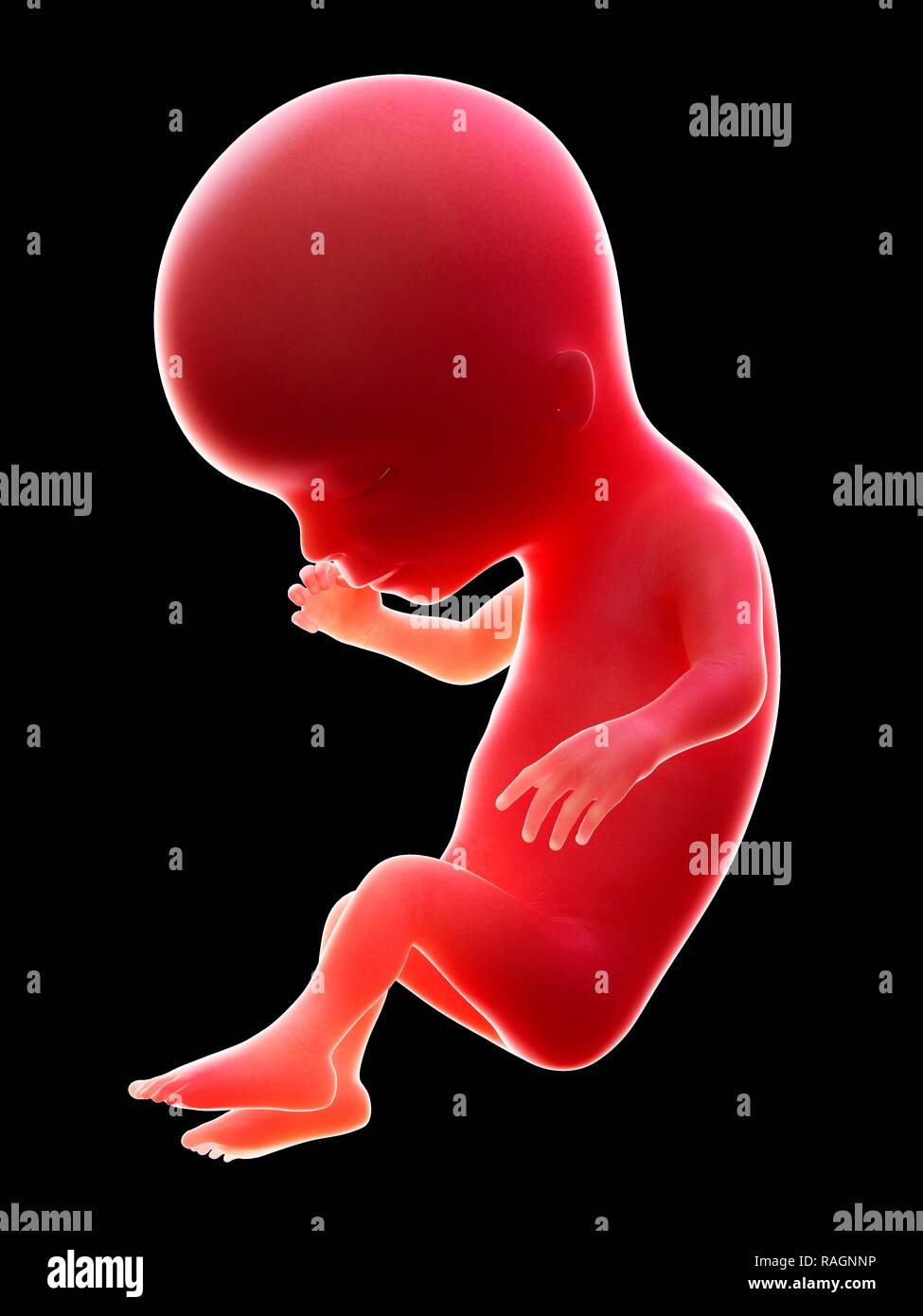 Illustration of a human foetus, week 14 Stock Photo - Alamy