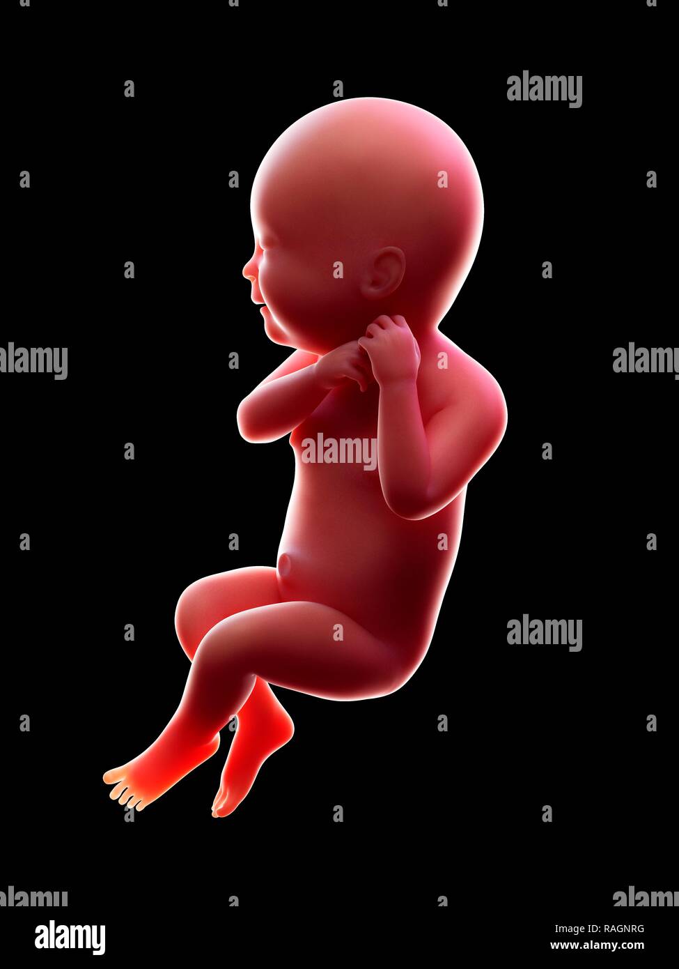 40 weeks fetal growth hi-res stock photography and images - Alamy