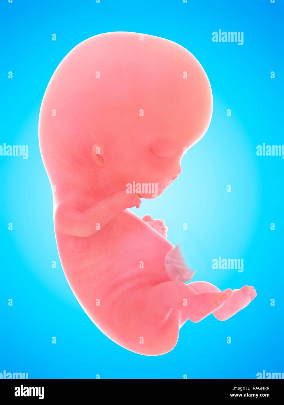 Illustration of a human foetus, week 9 Stock Photo - Alamy