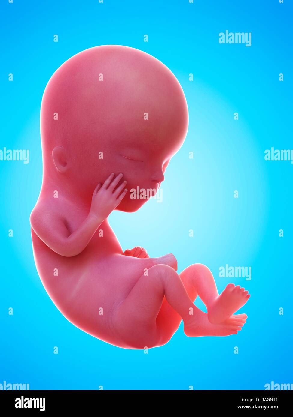12 weeks fetus hi-res stock photography and images - Alamy