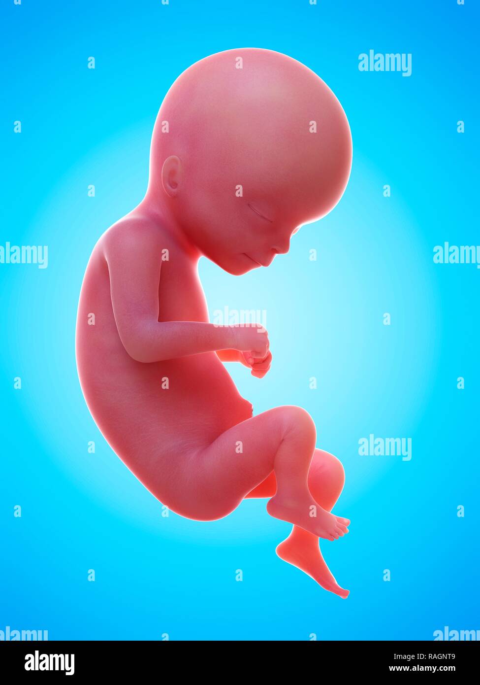 Foetus at 16 weeks hi-res stock photography and images - Alamy