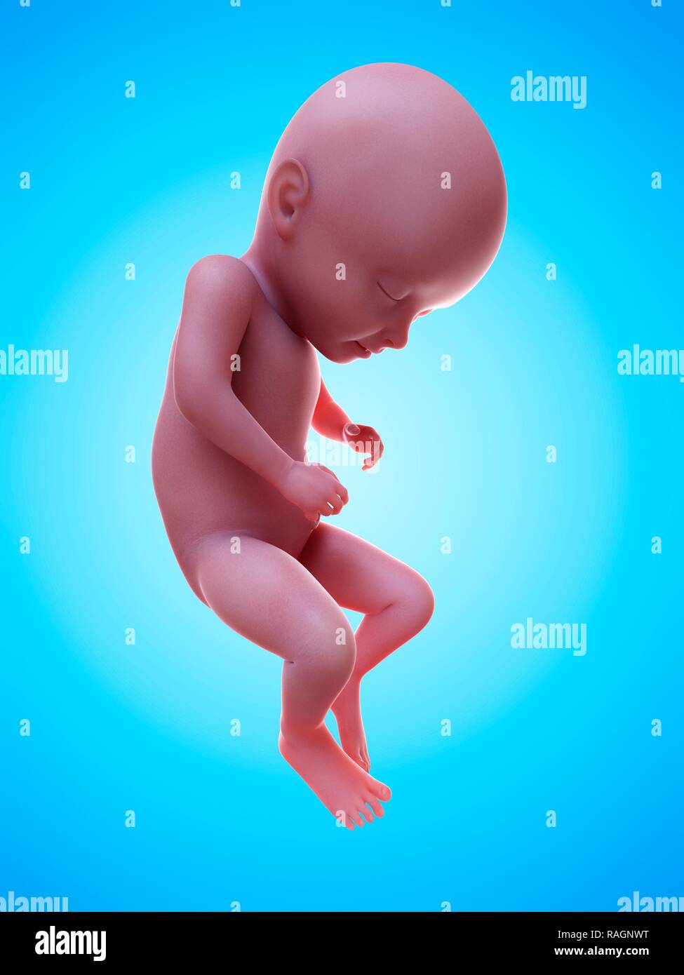 31 weeks foetus hi-res stock photography and images - Alamy