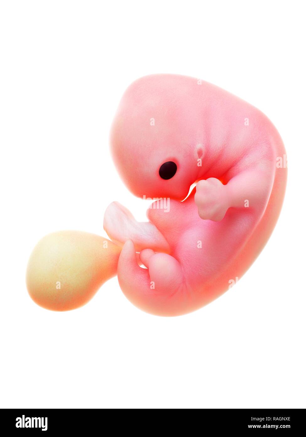 Illustration of a human foetus, week 7 Stock Photo - Alamy