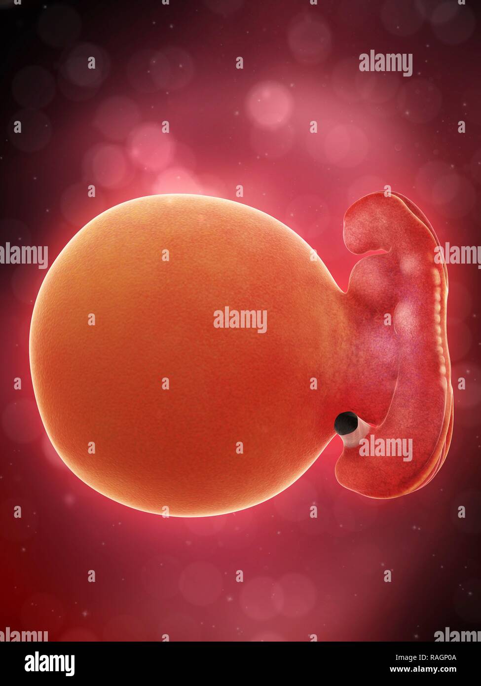 Human embryo 5 weeks hi-res stock photography and images - Alamy