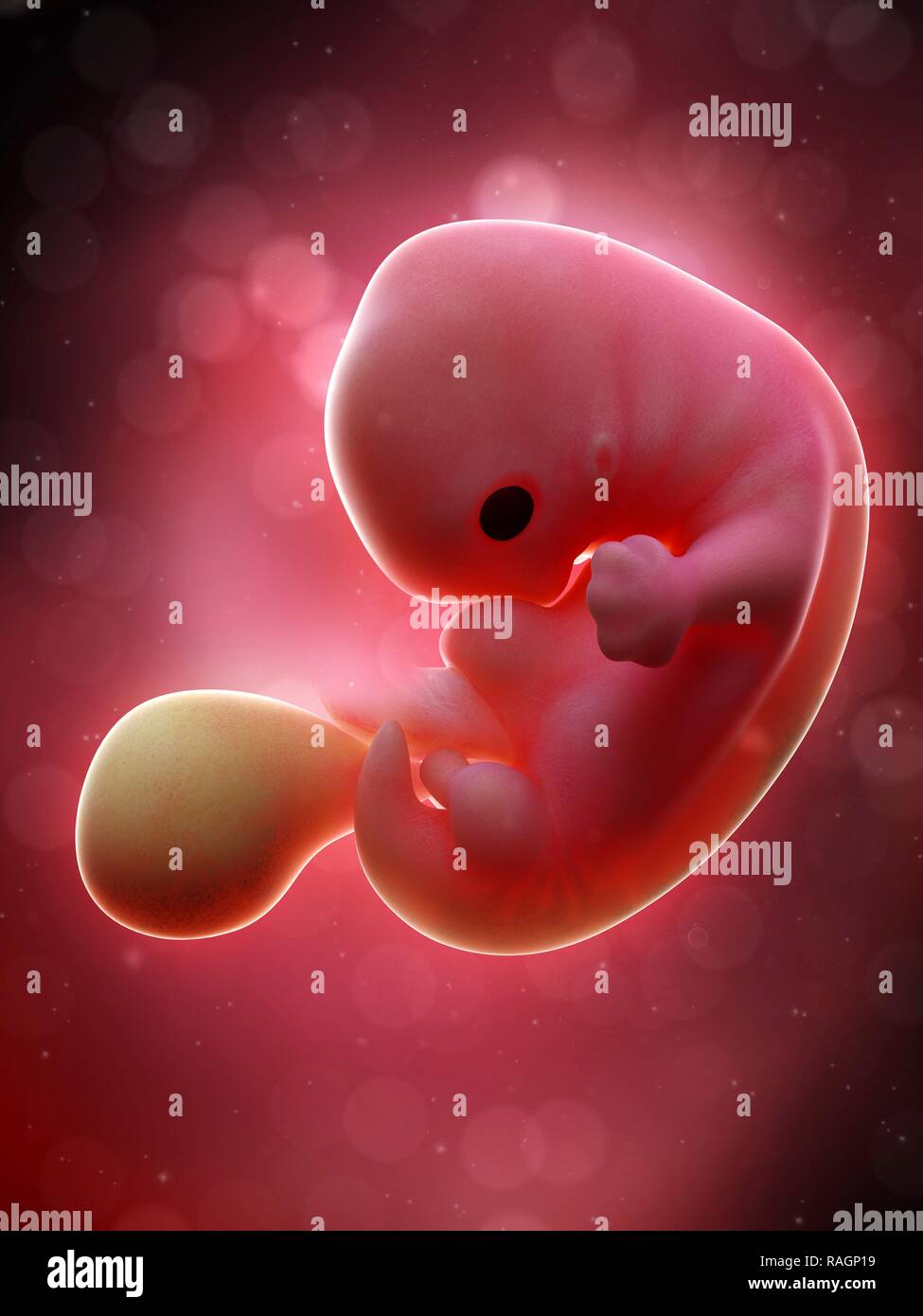 Illustration of a human foetus, week 7 Stock Photo - Alamy