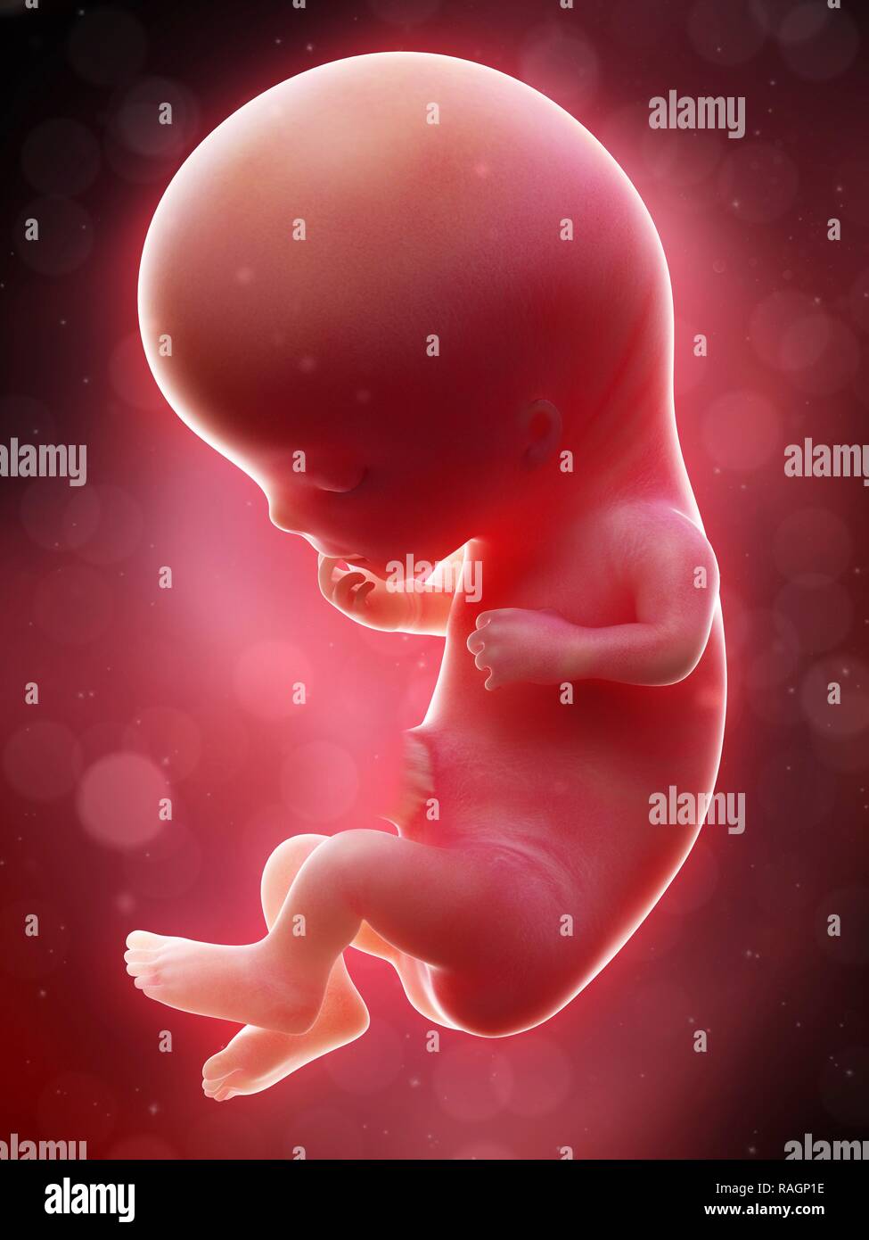 Illustration of a human foetus, week 11 Stock Photo - Alamy