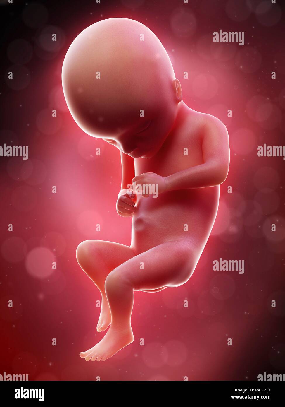 Pregnancy week 17 hi-res stock photography and images - Alamy