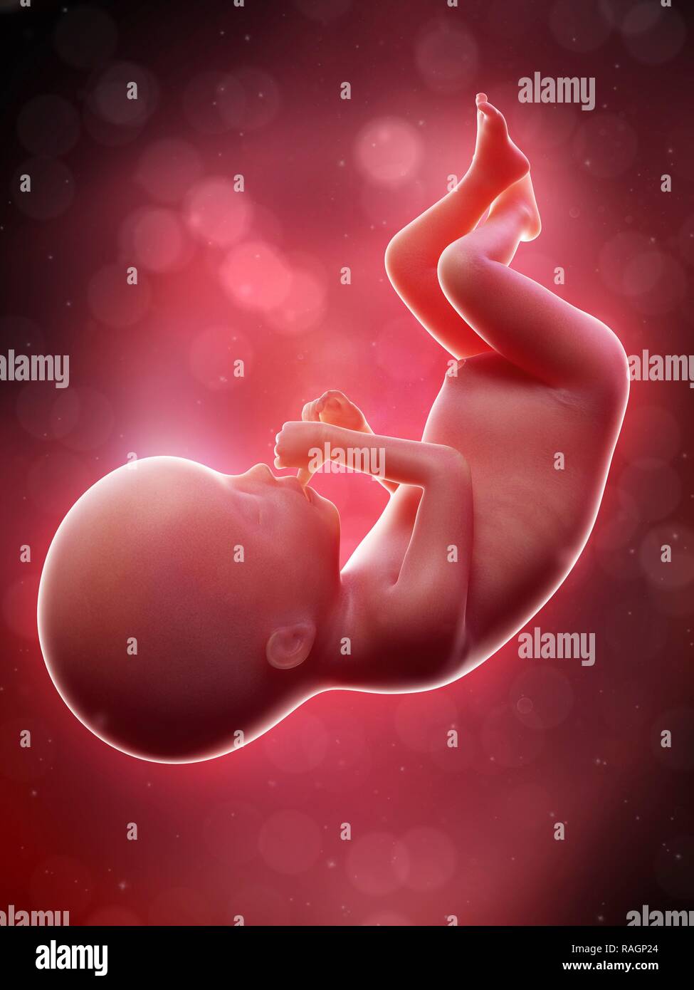 Fetus 20 weeks hi-res stock photography and images - Alamy