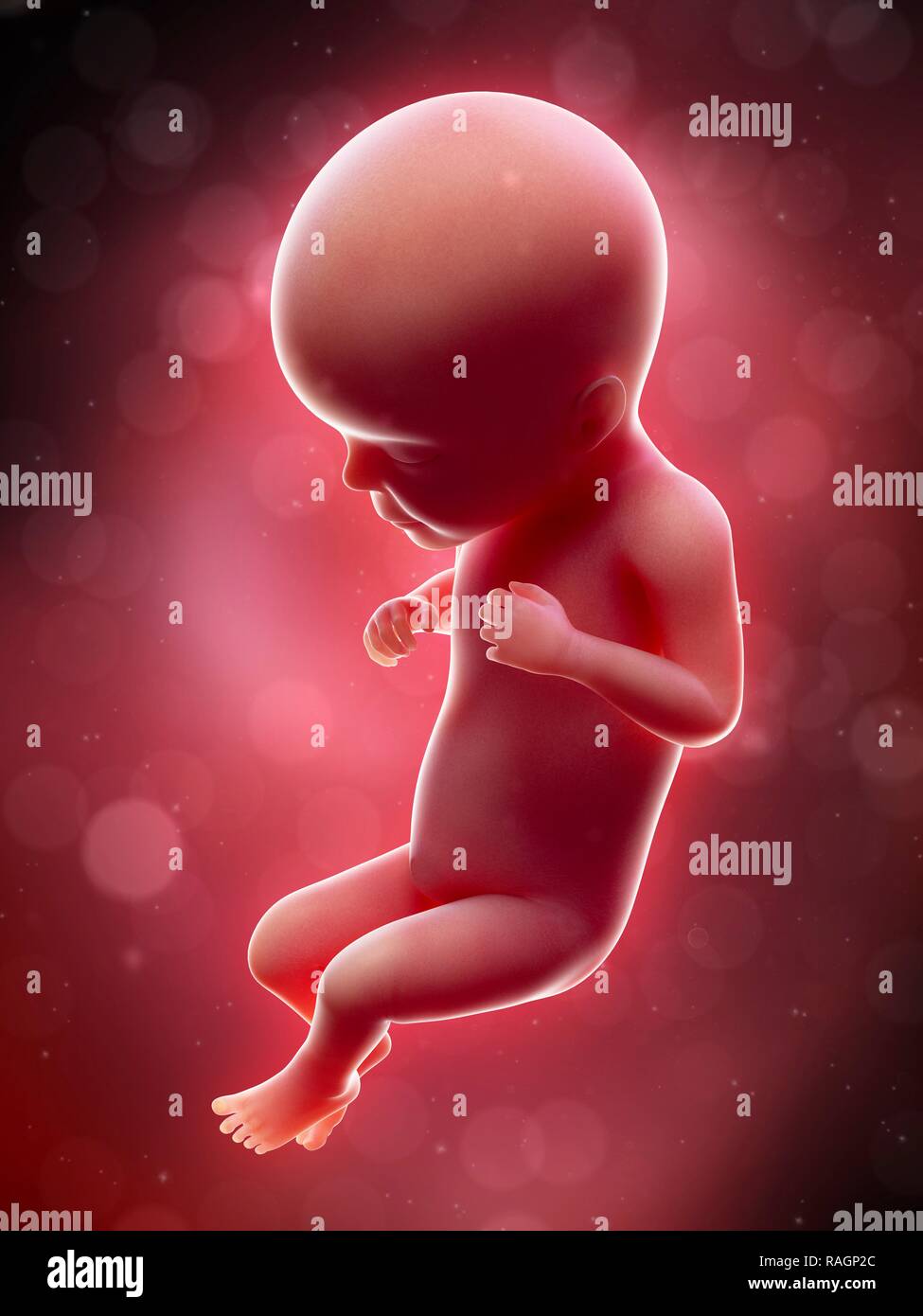 Illustration of a human foetus, week 26 Stock Photo - Alamy