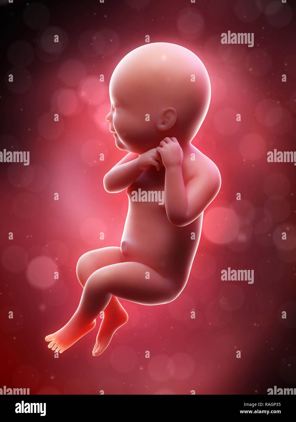 Foetus at 40 weeks hi-res stock photography and images - Alamy